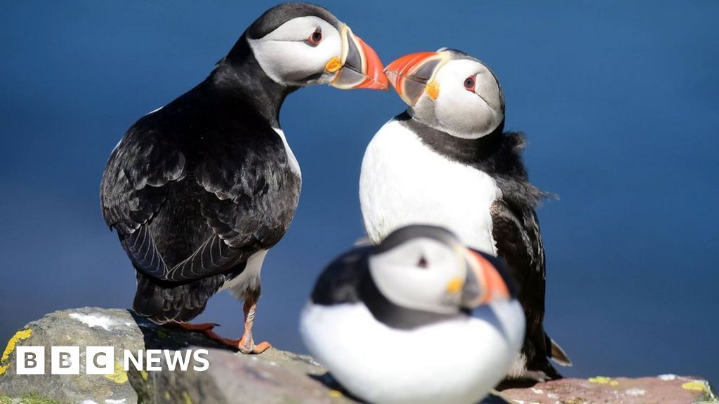 Farne Island puffin numbers 'stable' after storms killed hundreds