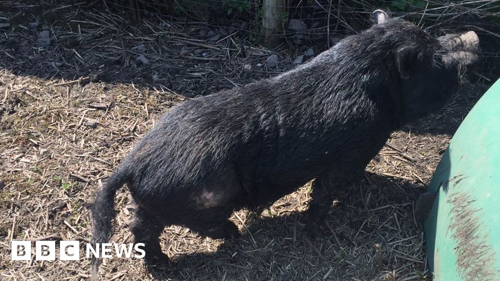 Psychic pig 'Mystic Marcus' predicts Rams play-off semi-final win - BBC ...
