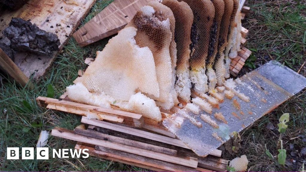 Thousands of Ebbw Vale honey bees killed by vandals - BBC News
