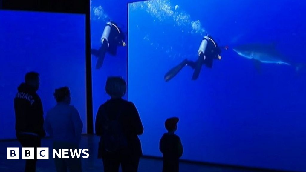 Virtual shark tank takes Chester Zoo visitors to the deep - BBC News