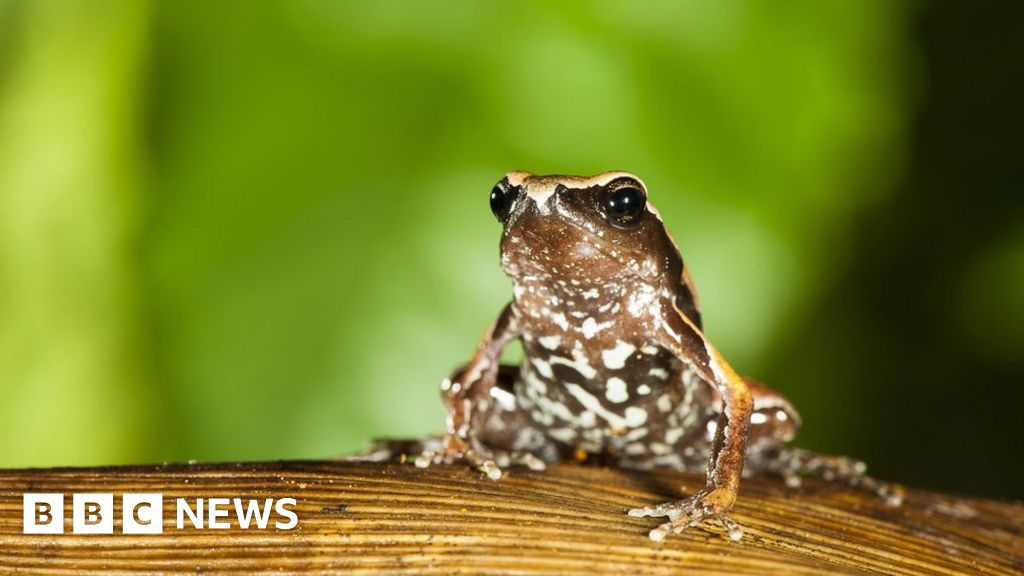 New 'mysterious' frog species discovered in India's Western Ghats - BBC ...