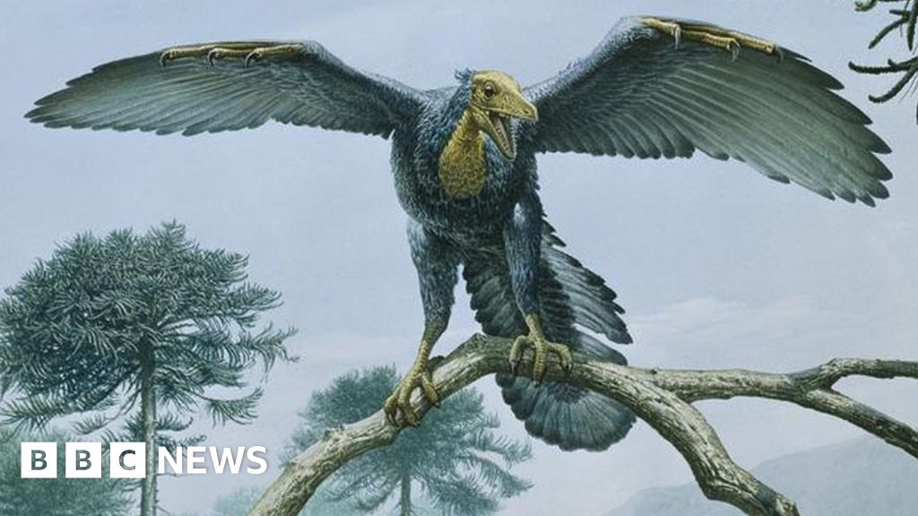 Archaeopteryx dinosaur fossil on display in Aberystwyth - BBC News