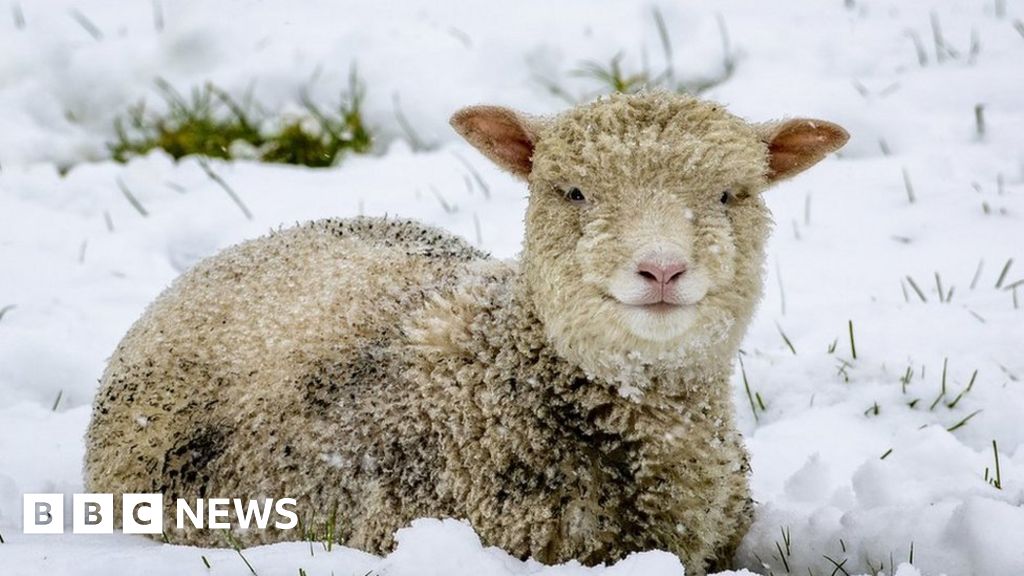 Northern Ireland weather: Heavy snowfall in some counties - BBC News