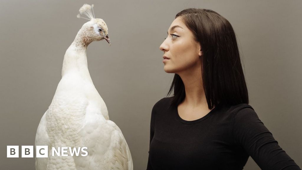 The women who are killing it in taxidermy - BBC News