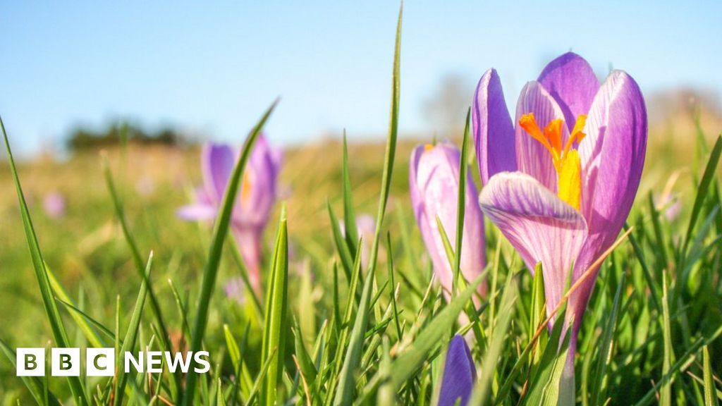 In pictures: Large field of crocuses blooms in Berkshire - BBC News
