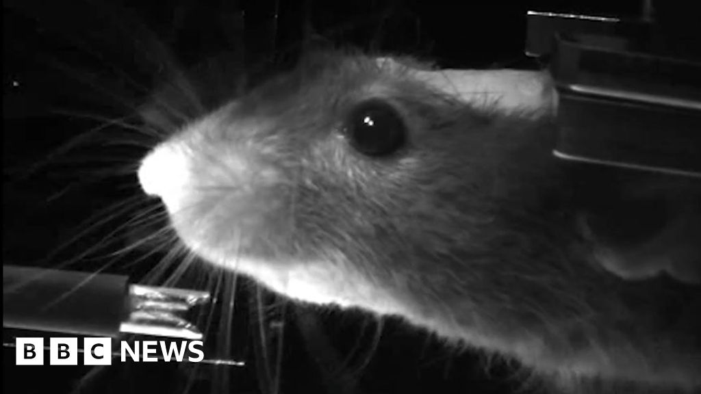 'Virtual reality' for mice to aid neural research - BBC News