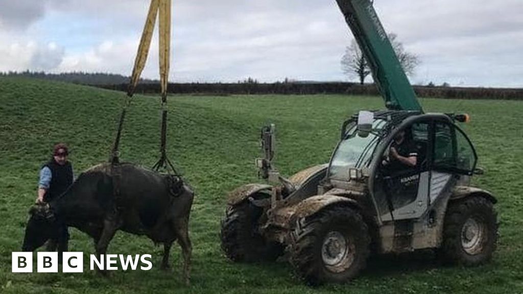 Cows rescued from slurry pit near Burlawn in Cornwall - BBC News