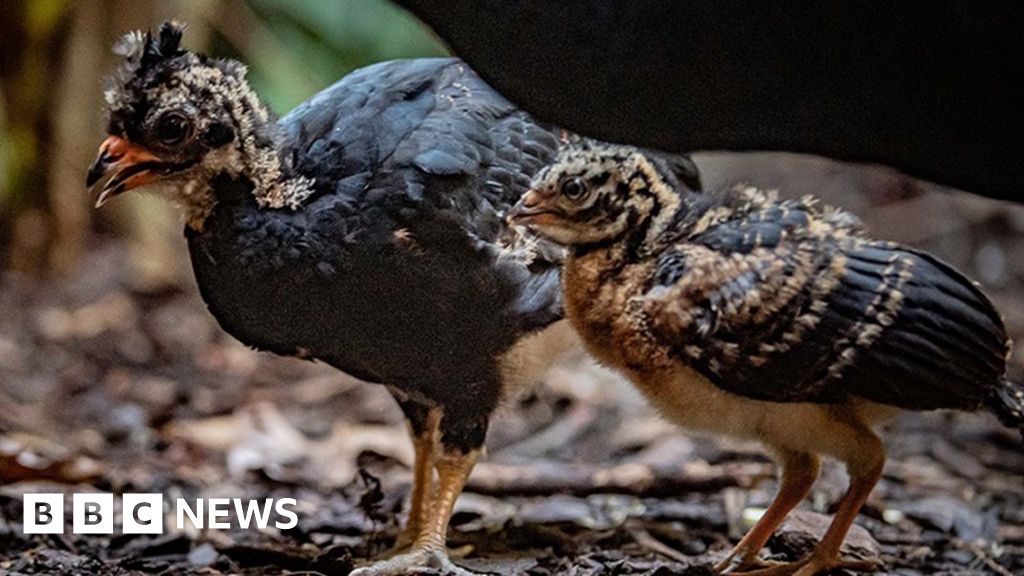 Chester Zoo: Two red-billed curassow chicks hatch