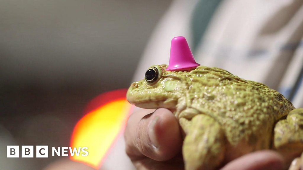 The man who takes animals to funerals - BBC News