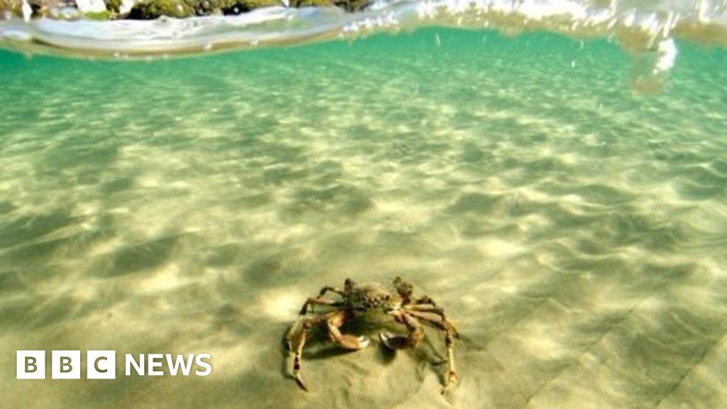 This crab is not alone. It has an army. - BBC News