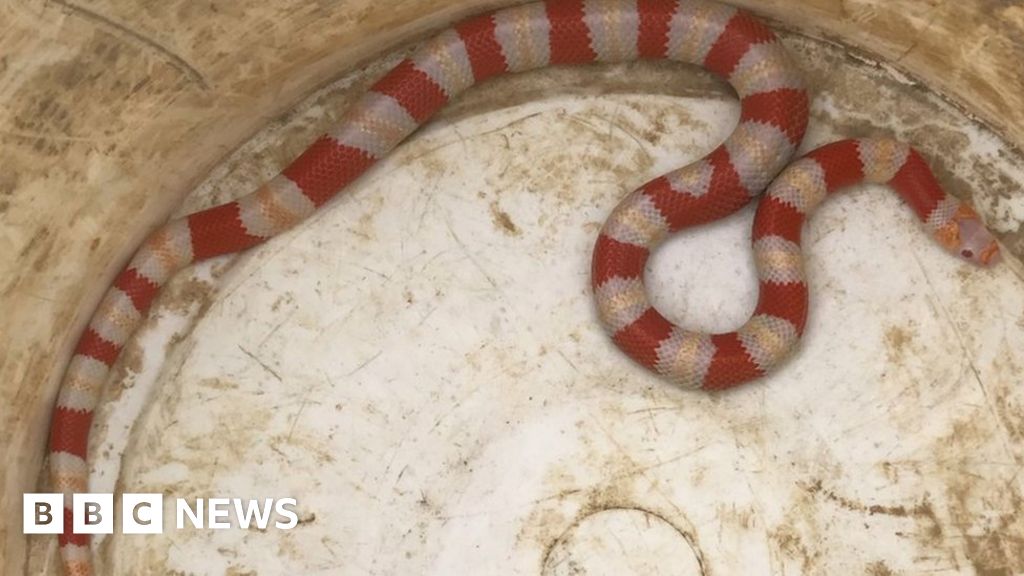 Snake on a building site shock for Ipswich workmen - BBC News