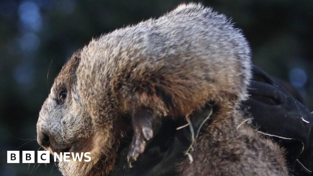 Groundhog Day: Six more weeks of winter - BBC News