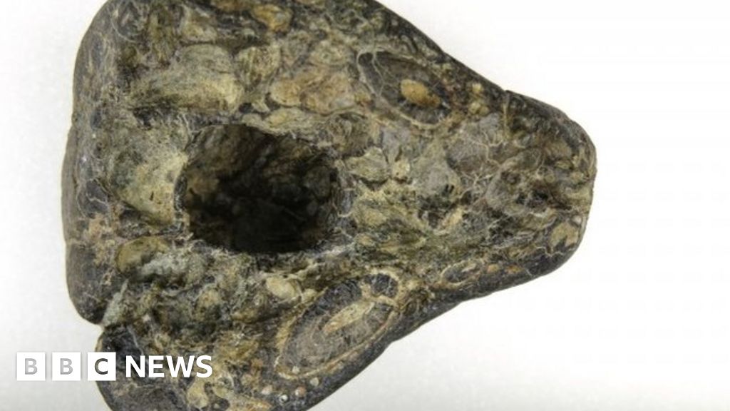 Coloborhynchus snout discovered on Isle of Wight - BBC News