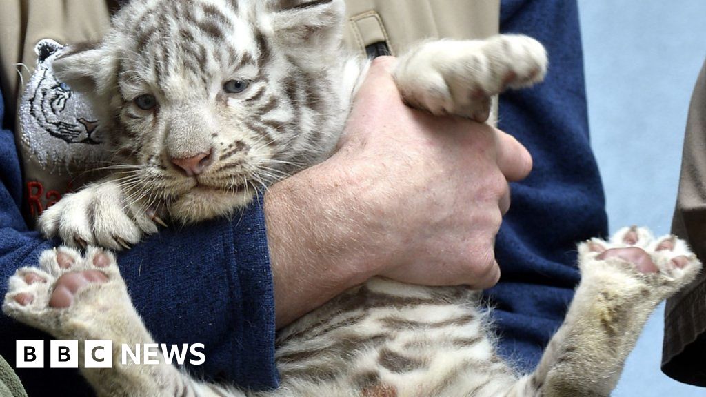 Happy news this week - BBC News