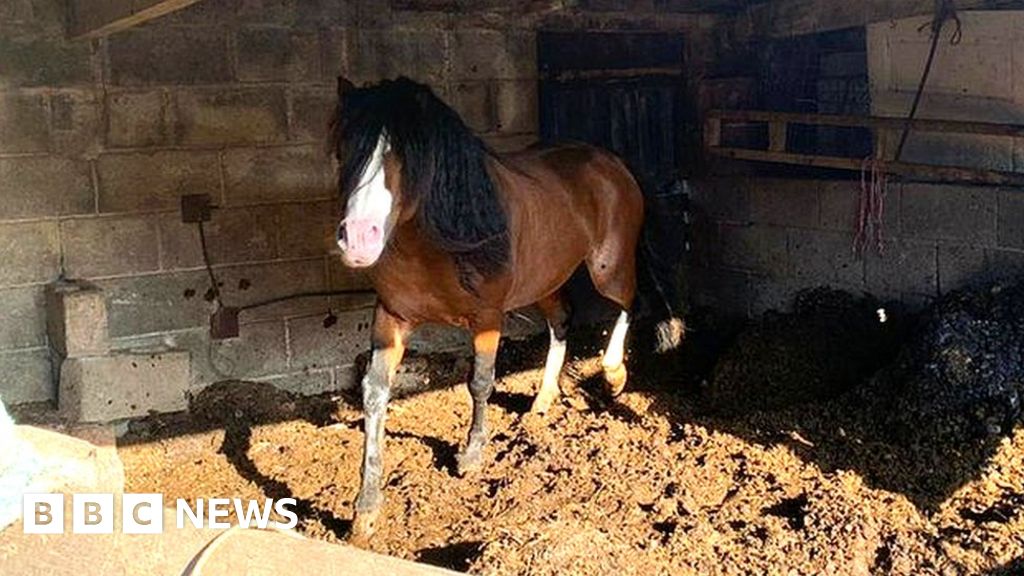 Horses among hundreds of animals rescued in 'harrowing conditions'
