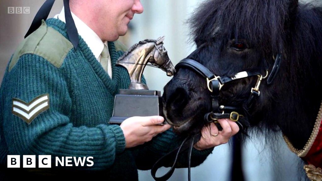 A regiment's retired Shetland pony mascot has died at the age of 30 ...