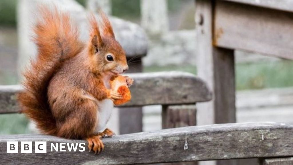 Drive to boost red squirrel numbers in Denbighshire
