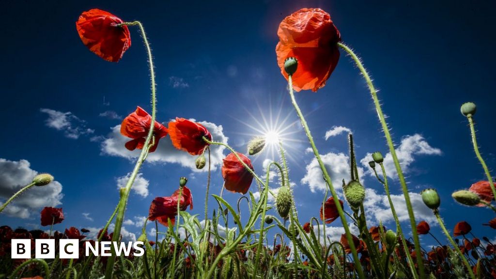 'Ribbon of poppies' pledge for WW1 centenary - BBC News
