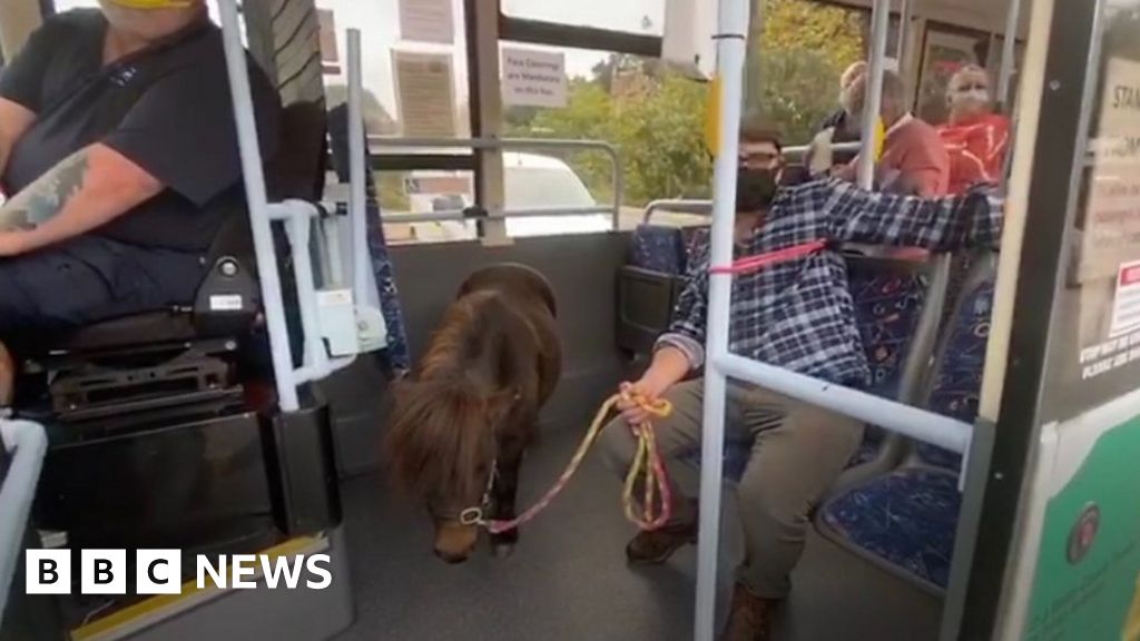 Pony therapy: Cockington's pint-sized pony takes bus ride