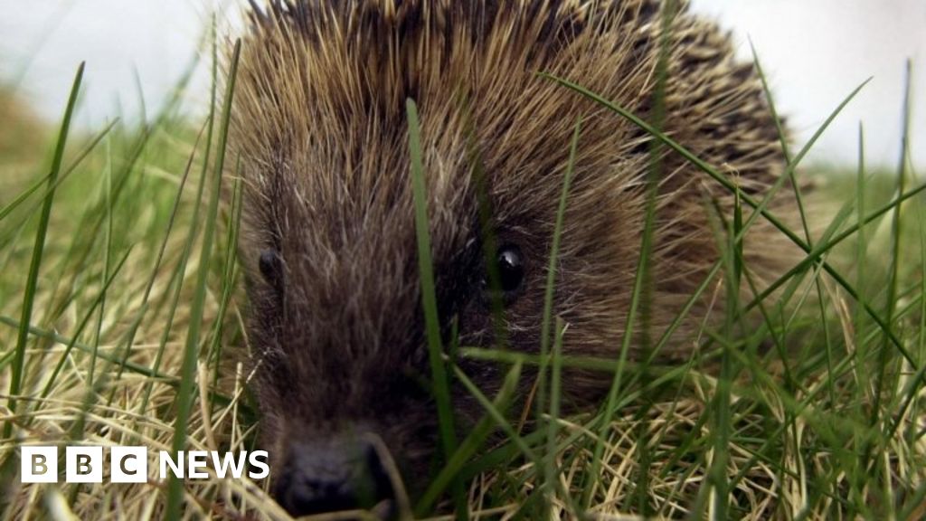 Russian cat adopts orphaned baby hedgehogs - BBC News