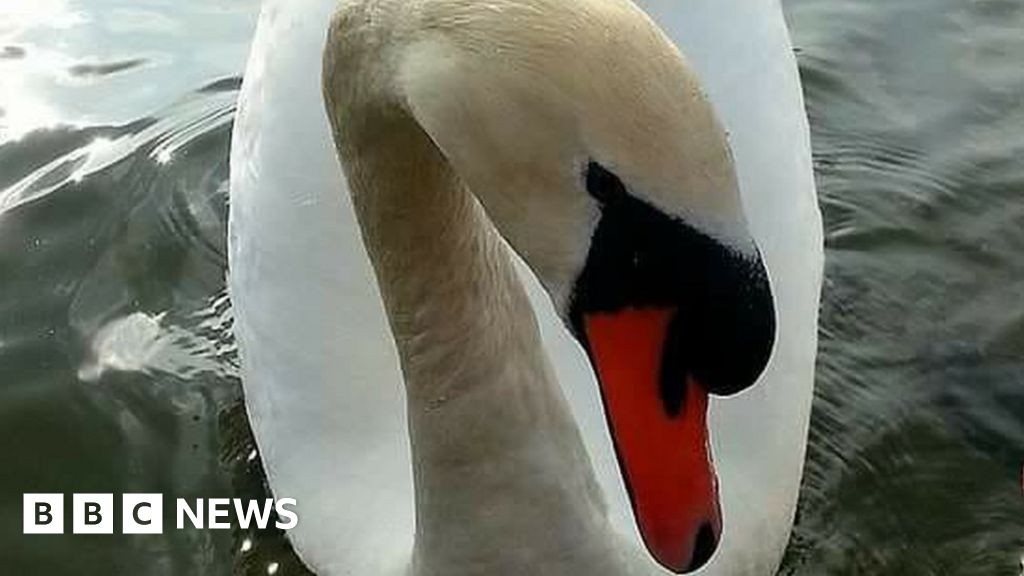 Perranporth's 'Mr Swan' likely to remain a widower - BBC News