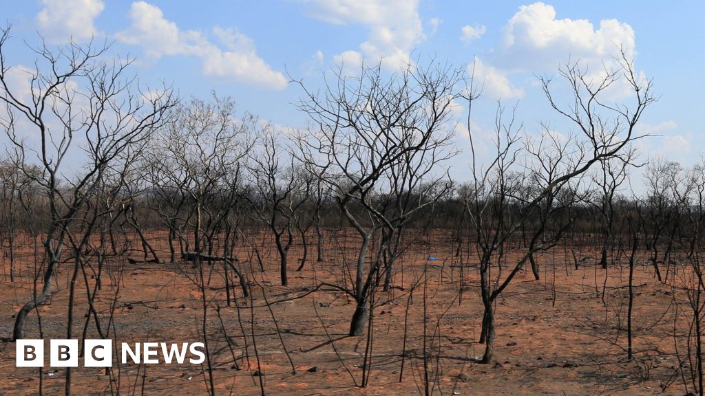 Bolivian wildfires destroy two million hectares of forest - BBC News