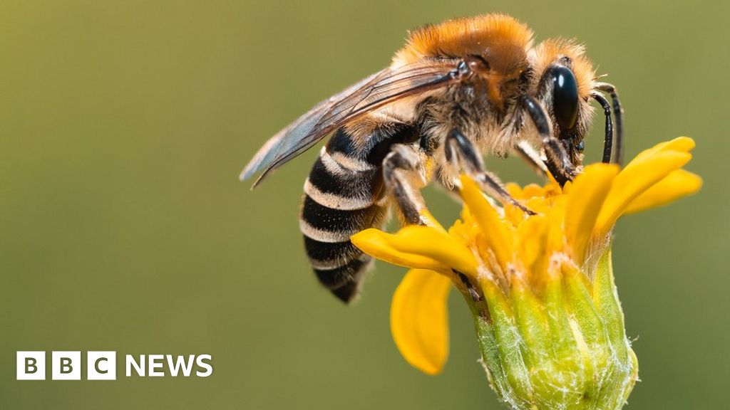 Car pollution stops bees finding flowers - researchers - BBC News