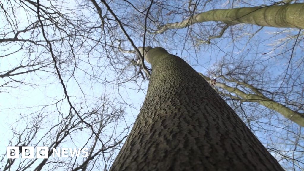 Ash dieback disease costing councils in the South millions