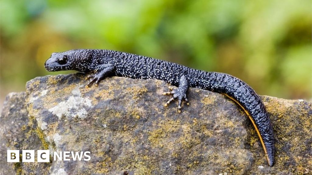 Mendip ponds restored to help great crested newts breed - BBC News