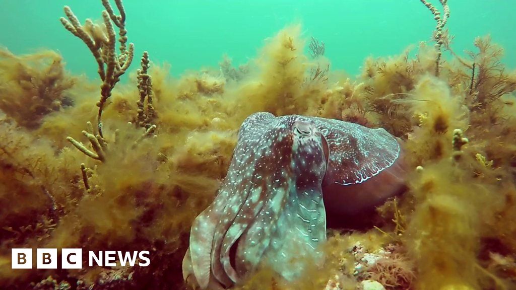 Crafty cuttlefish change colour to outwit mating rivals - BBC News