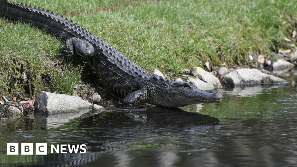 US dog walker killed in South Carolina alligator attack