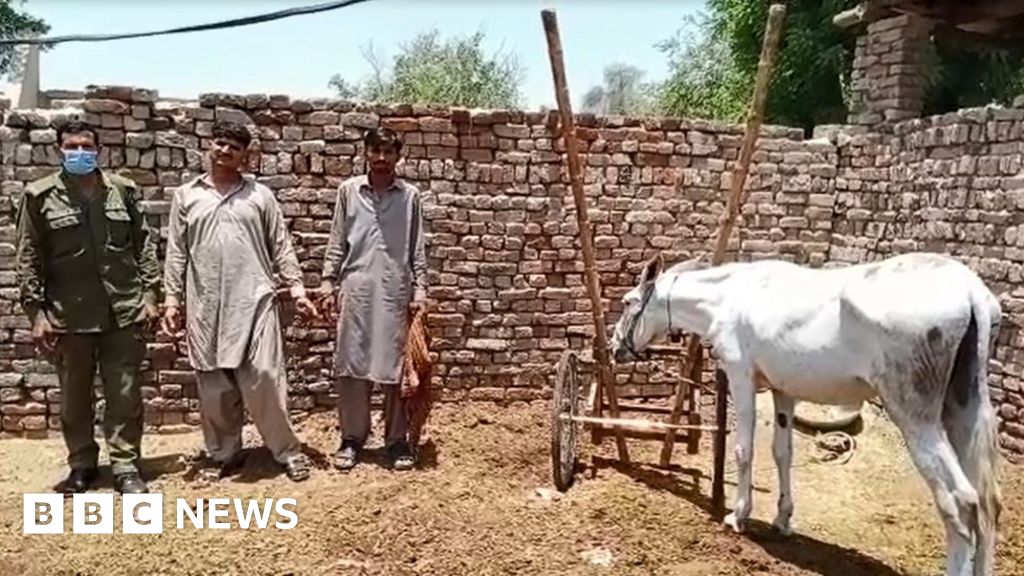 Donkey released after Pakistan police swoop on gambling race - BBC News
