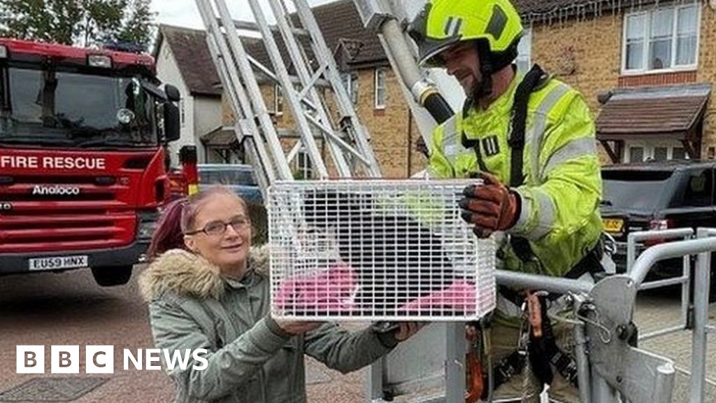 Colchester fire crews rescue cat stuck on top of a roof - BBC News