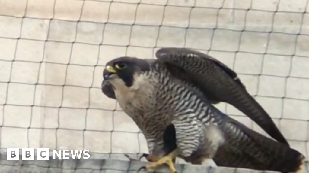 Pigeon racers blame birds of prey for deaths and losses - BBC News