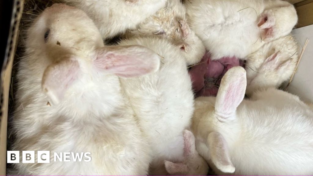 Camlough: Rabbits 'left to die' in cardboard box on roadside
