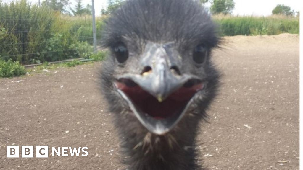 On-the-run emu found safe and well in Oxfordshire - BBC News