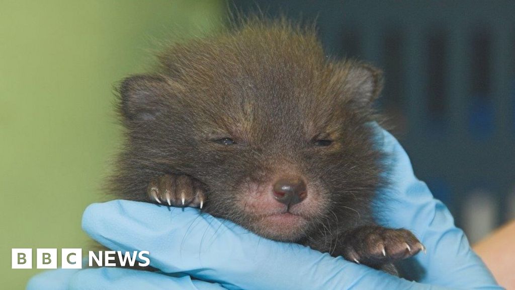 Record number of rescued animals returned to the wild - BBC News
