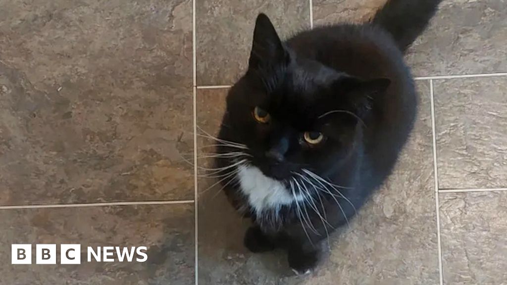 Sheffield Cat Lost In Snowstorm Reunited With Owner Three Years Later