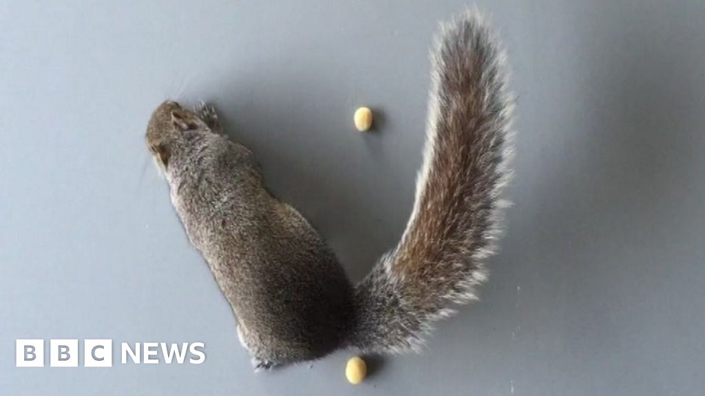 Cyril the office squirrel faces pest control - BBC News