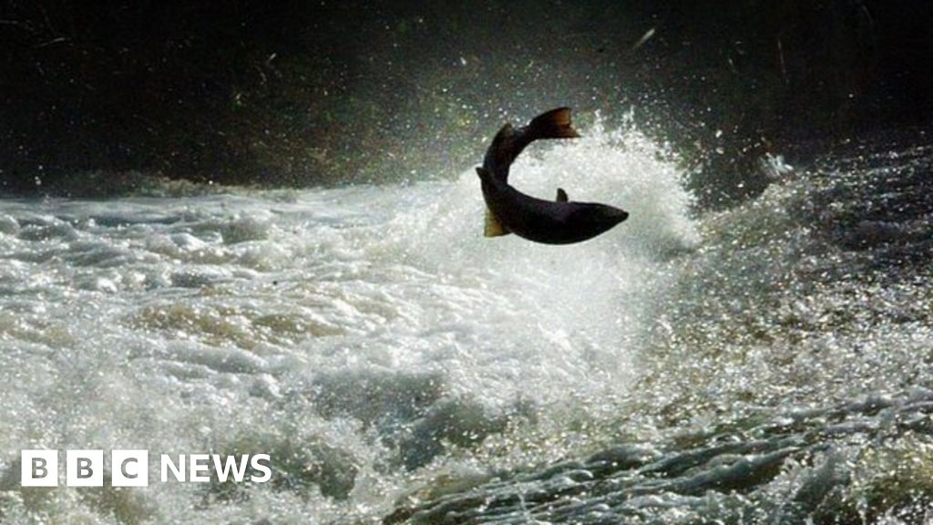 Salmon return to River Dearne after 150 years - BBC News
