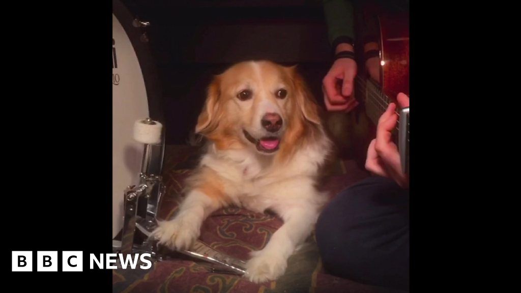 Bye bye Vine - BBC News