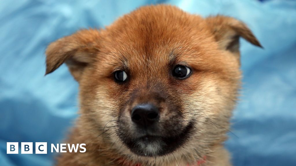 Dog slaughter banned in South Korean market - BBC News