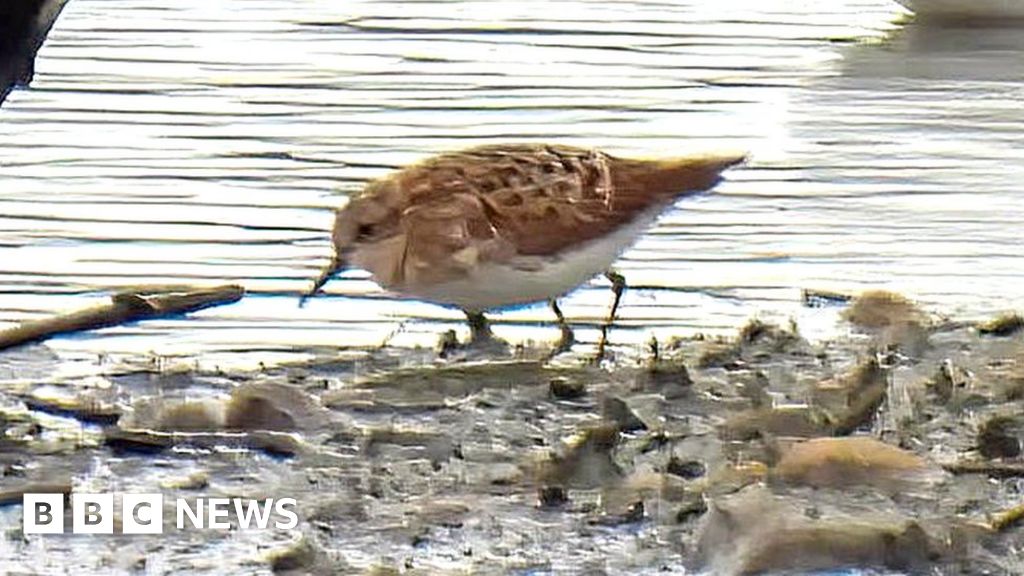 Long-toed stint: Twitchers flock to Leeds for rare bird sighting - BBC News