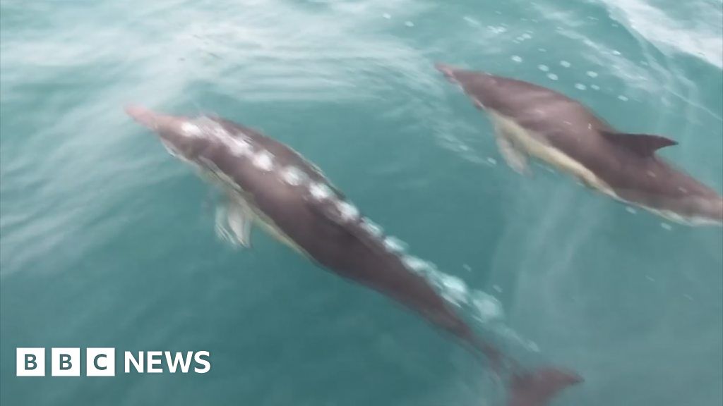 'Huge rise' in dolphin sightings around Guernsey - BBC News