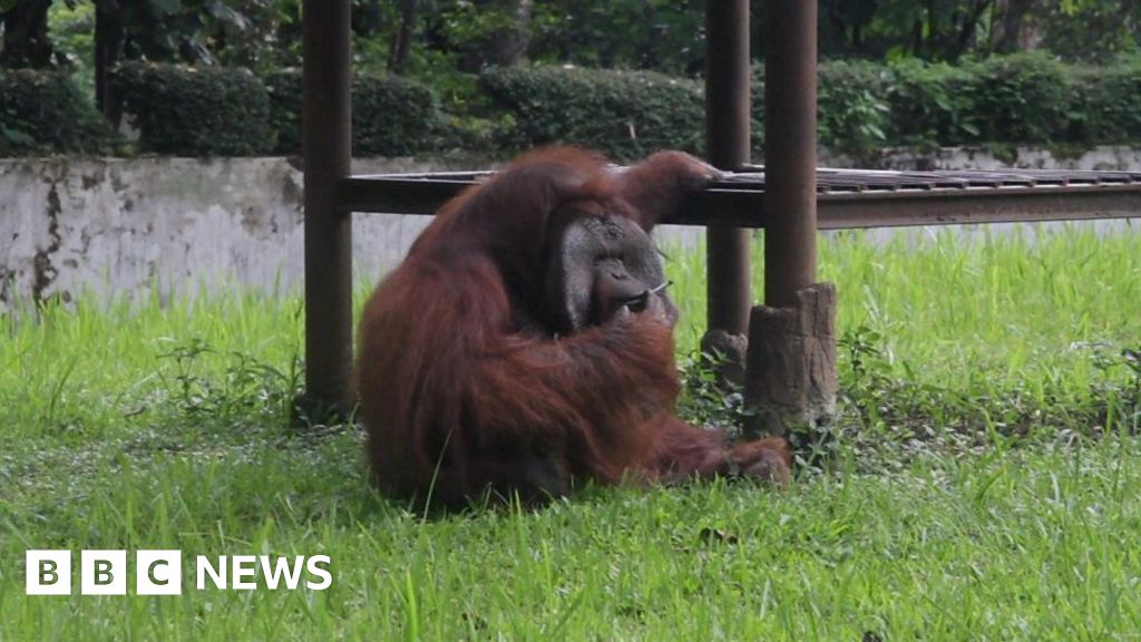 Indonesian orangutan smokes a cigarette thrown by zoo visitor