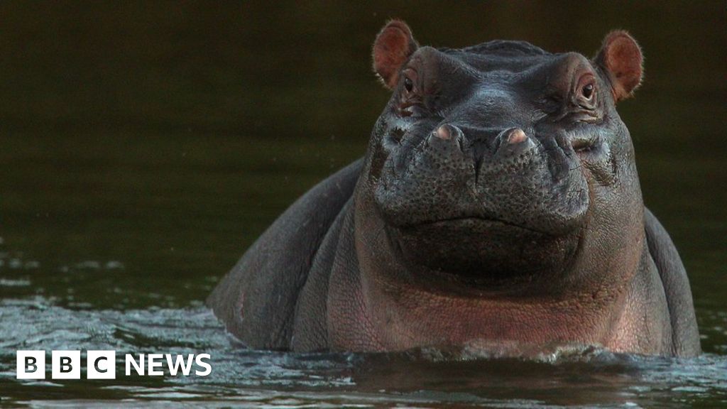 South Africa hippo 'kills three' near Zimbabwe border - BBC News