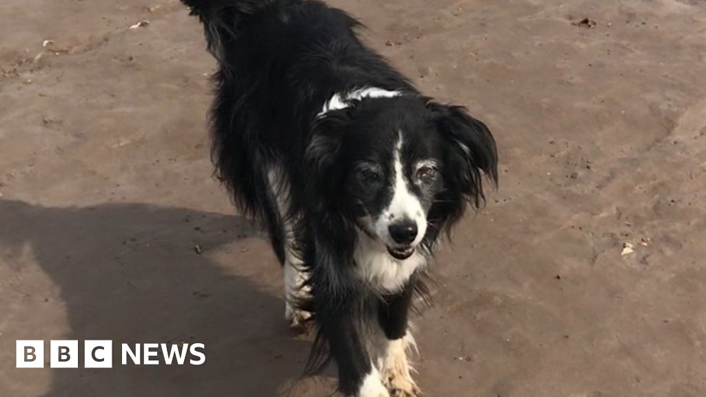 Dog rescued after falling 15ft into pit near Luton - BBC News