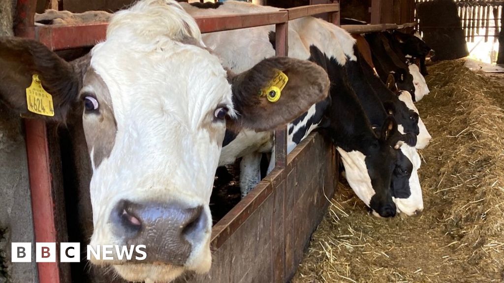 Taskforce to tackle animal traceability issues raised by whistleblower ...