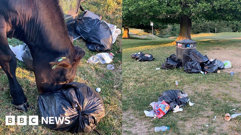 Cows eat litter left behind by Beverley weekend picnickers