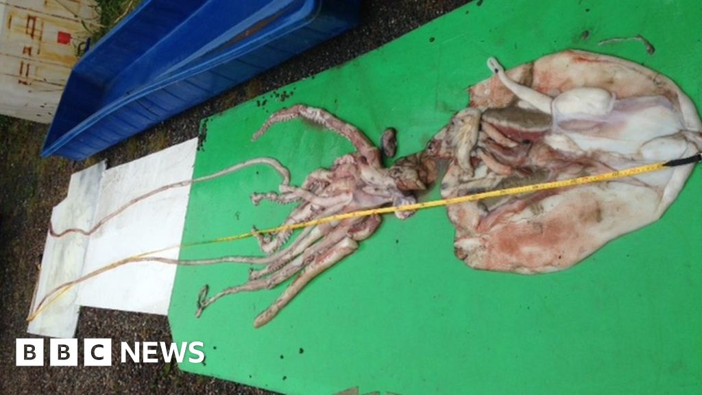 Rare giant squid caught off County Kerry coast - BBC News